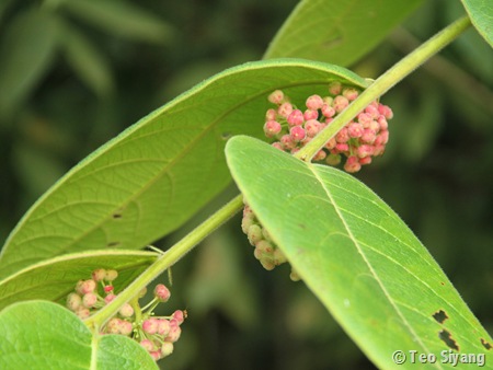 Urban Forest: Elaeocarpus mass flowering and fruiting